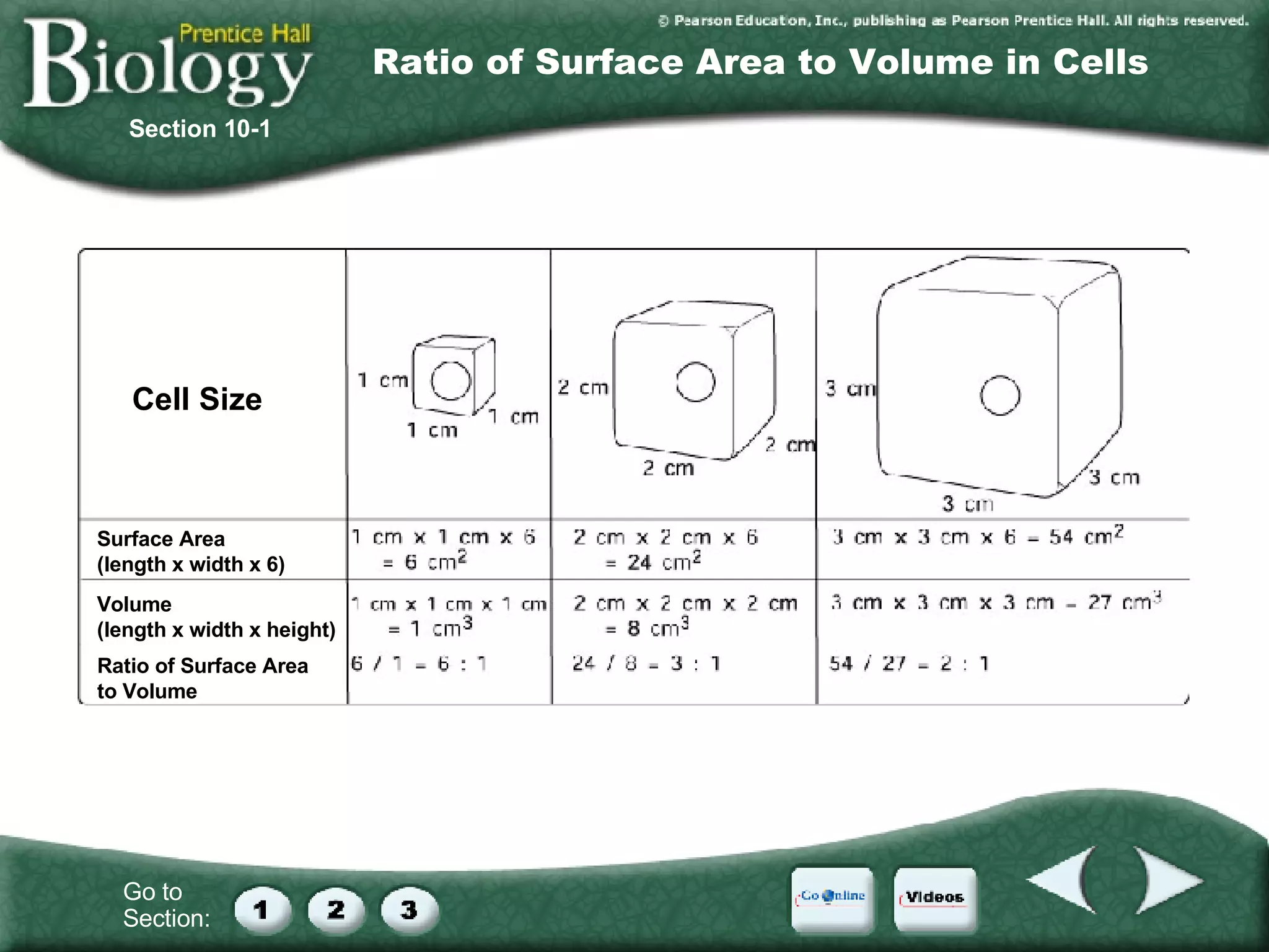 Chapter 10: Cell Cycle | PPT