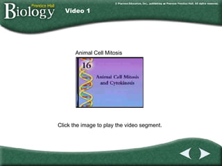 Chapter 10: Cell Cycle | PPT