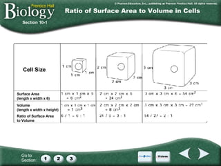 Chapter 10: Cell Cycle | PPT