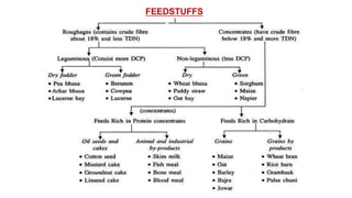 Feed stuff | PPTX
