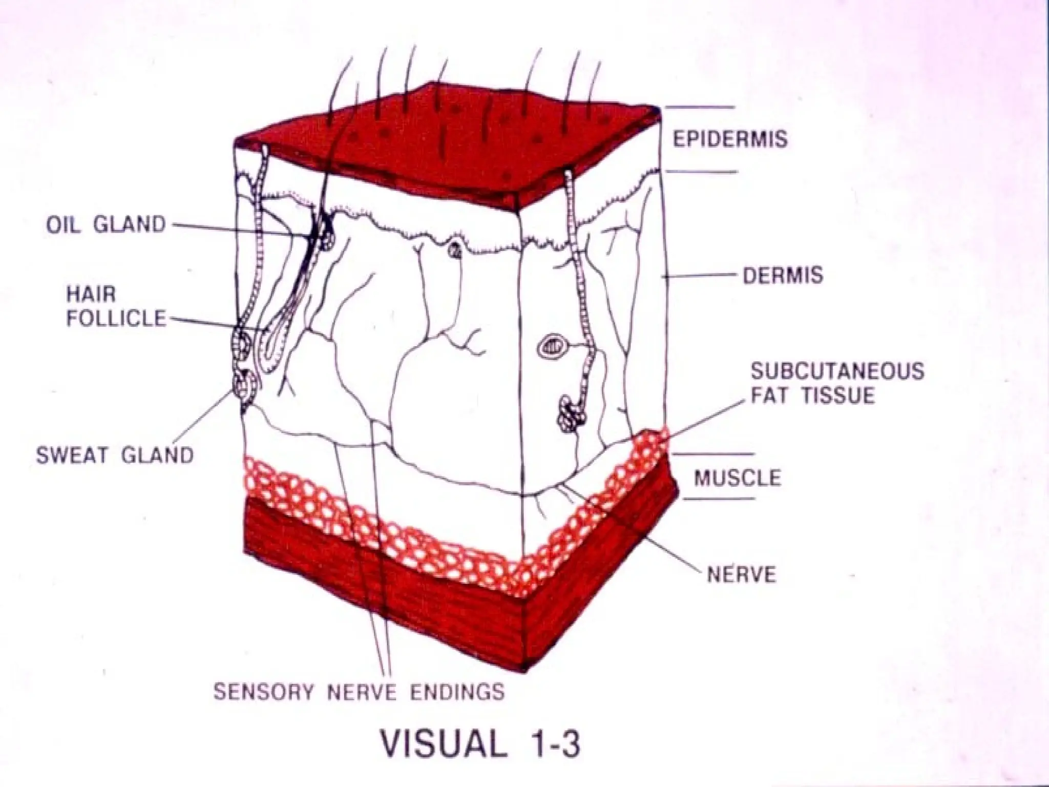 CHAPTER-1 of basic first aid training ppt | PPT