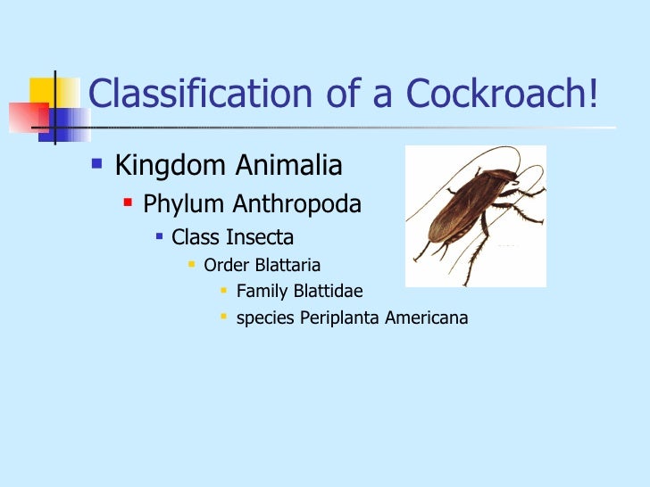 Chapter 11 The Greek Culture