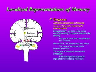 Chapter 13: The Biology of Learning & Memory | PPT