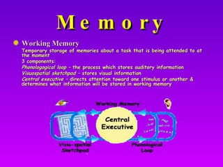 Chapter 13: The Biology of Learning & Memory | PPT