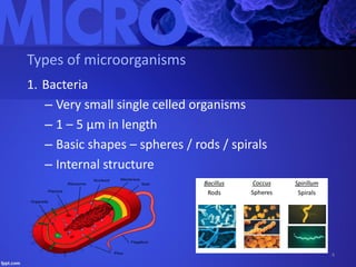 Edexcel IGCSE - Human Biology - Chapter 13 - Microorganisms and ...