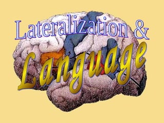 Chapter 14: Lateralization & Language | PPT