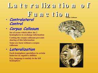 Chapter 14: Lateralization & Language | PPT