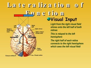 Chapter 14: Lateralization & Language | PPT