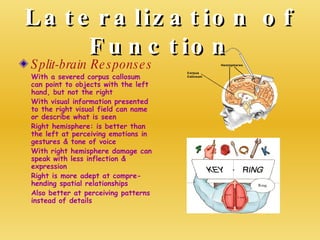 Chapter 14: Lateralization & Language | PPT
