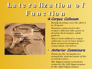 Chapter 14: Lateralization & Language | PPT