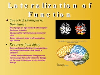 Chapter 14: Lateralization & Language | PPT