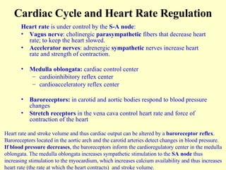 Chapter 15 - The Cardiovascular System - Part 1 | PPT