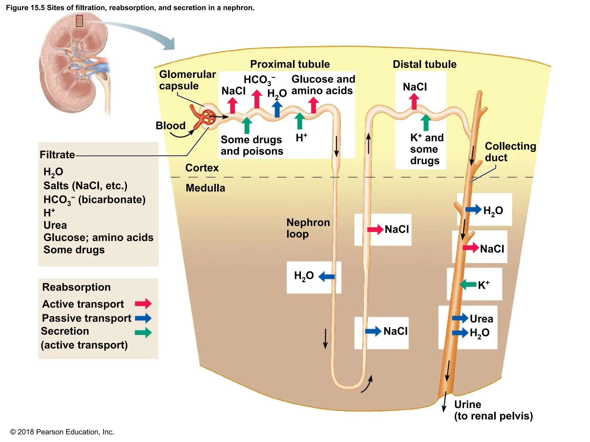 CHAPTER-15-Urinary-System.pdf anatomy and physiology | PDF