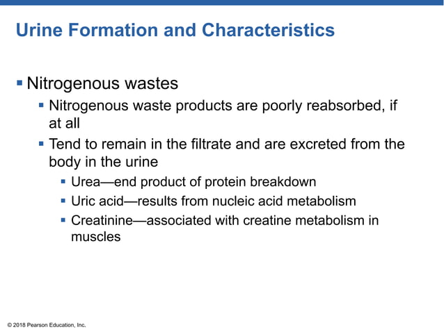 CHAPTER-15-Urinary-System.pdf anatomy and physiology | PPT