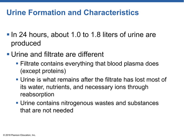 CHAPTER-15-Urinary-System.pdf anatomy and physiology | PPT