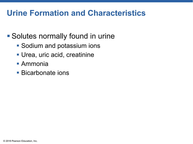 CHAPTER-15-Urinary-System.pdf anatomy and physiology | PPT