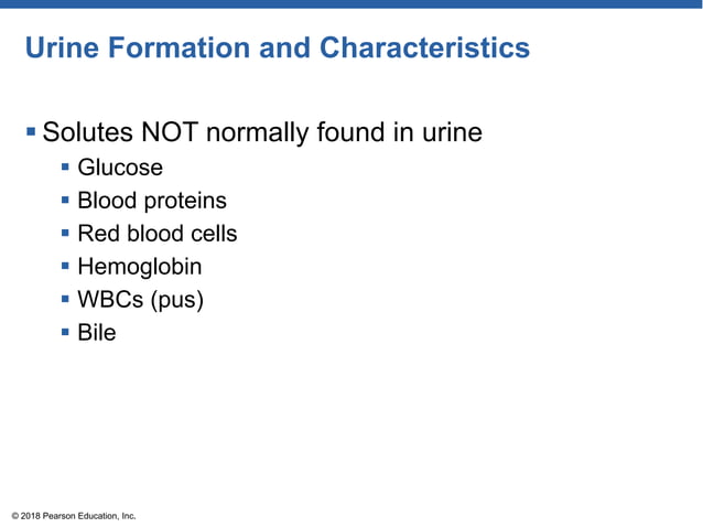 CHAPTER-15-Urinary-System.pdf anatomy and physiology | PPT