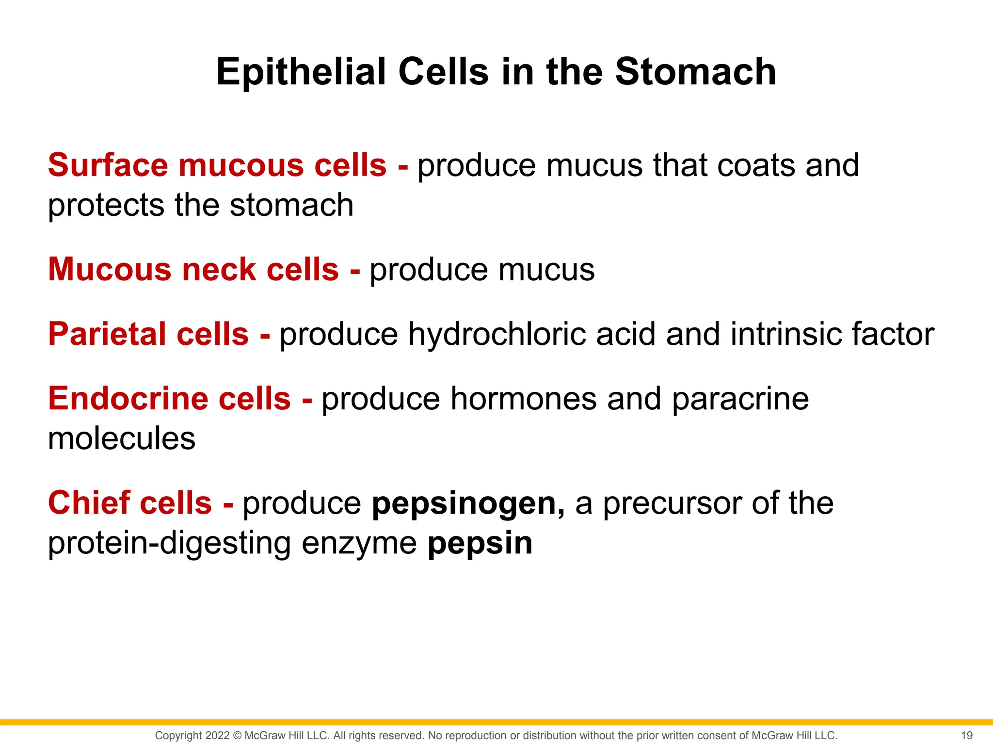Anatomy and Physiology Chapter-16_Digestive-System.pptx