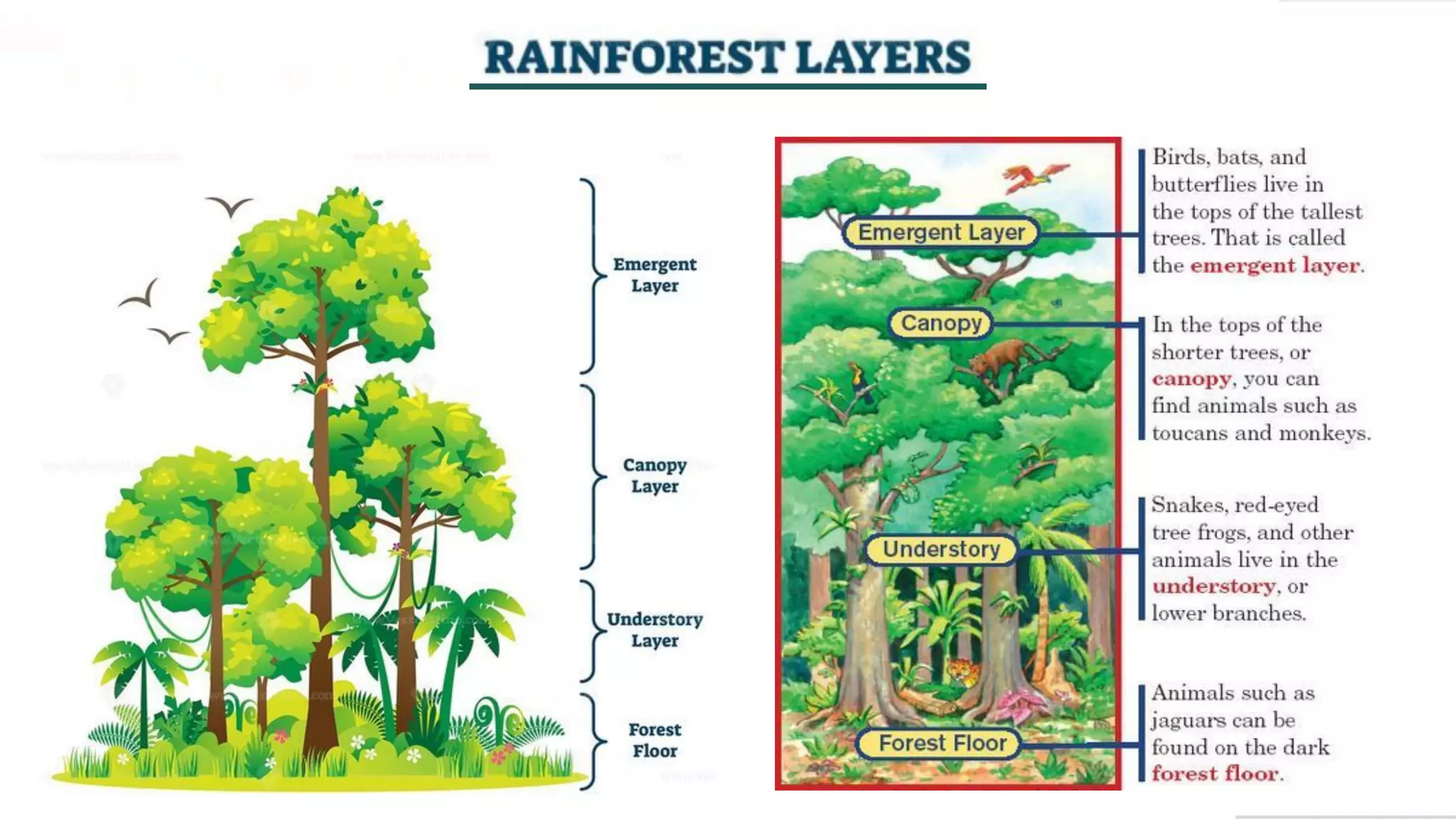 PPT Class 7th Science Chapter- 17 Forests - Our Lifeline | PDF ...