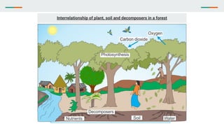 PPT Class 7th Science Chapter- 17 Forests - Our Lifeline | PDF