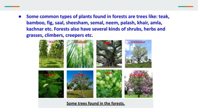 PPT Class 7th Science Chapter- 17 Forests - Our Lifeline