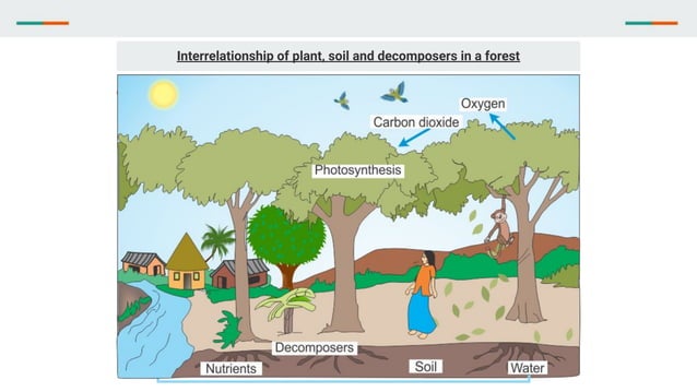 PPT Class 7th Science Chapter- 17 Forests - Our Lifeline