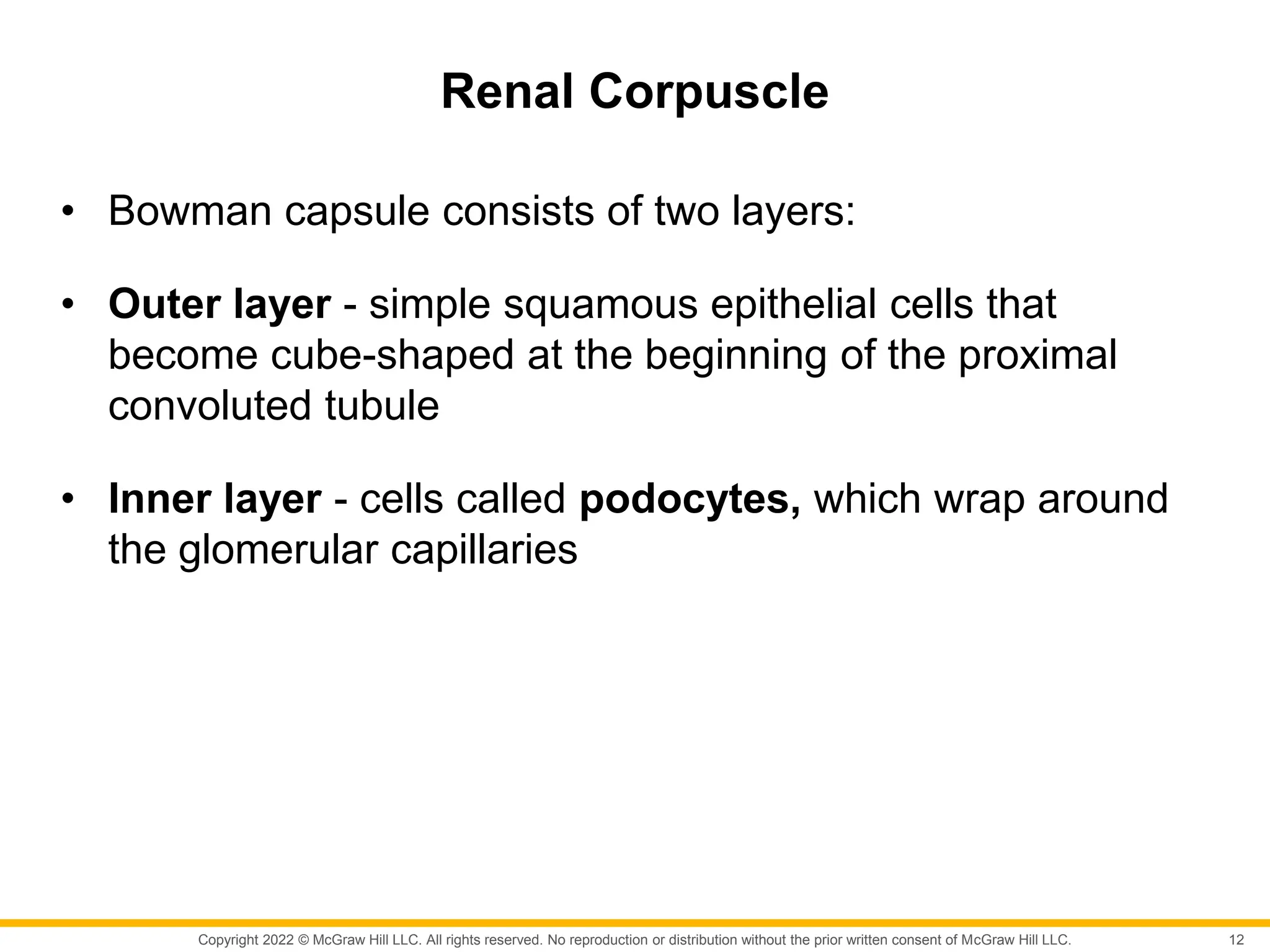 Anatomy and Physiology: Chapter 18- Urinary-System.pptx