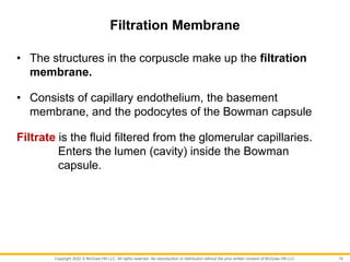 Anatomy and Physiology: Chapter 18- Urinary-System.pptx