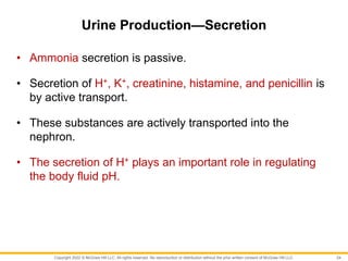 Anatomy and Physiology: Chapter 18- Urinary-System.pptx
