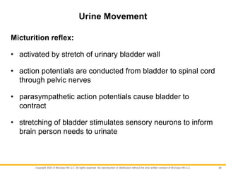 Anatomy and Physiology: Chapter 18- Urinary-System.pptx
