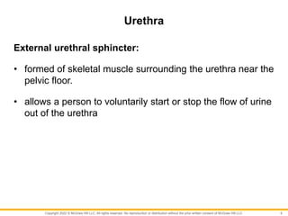 Anatomy and Physiology: Chapter 18- Urinary-System.pptx