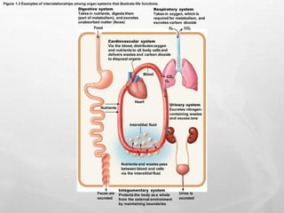 ANATOMY AND PHYSIOLOGY OF THE HUMAN BODY | PDF