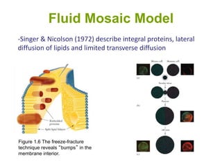 membrane models and biosynthesis | PPTX