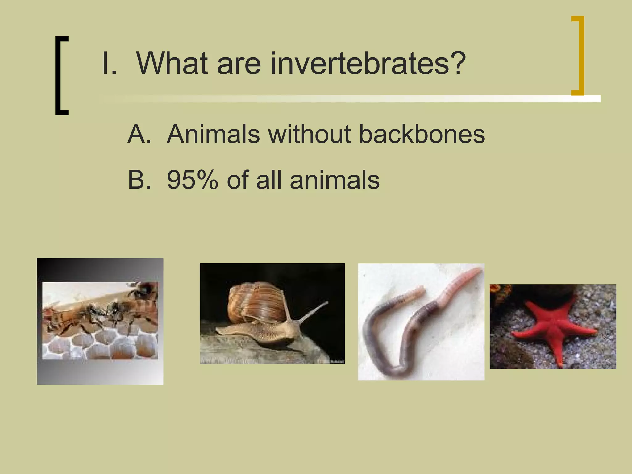 Chapter 2 Lesson 1 Invertebrates | PPT