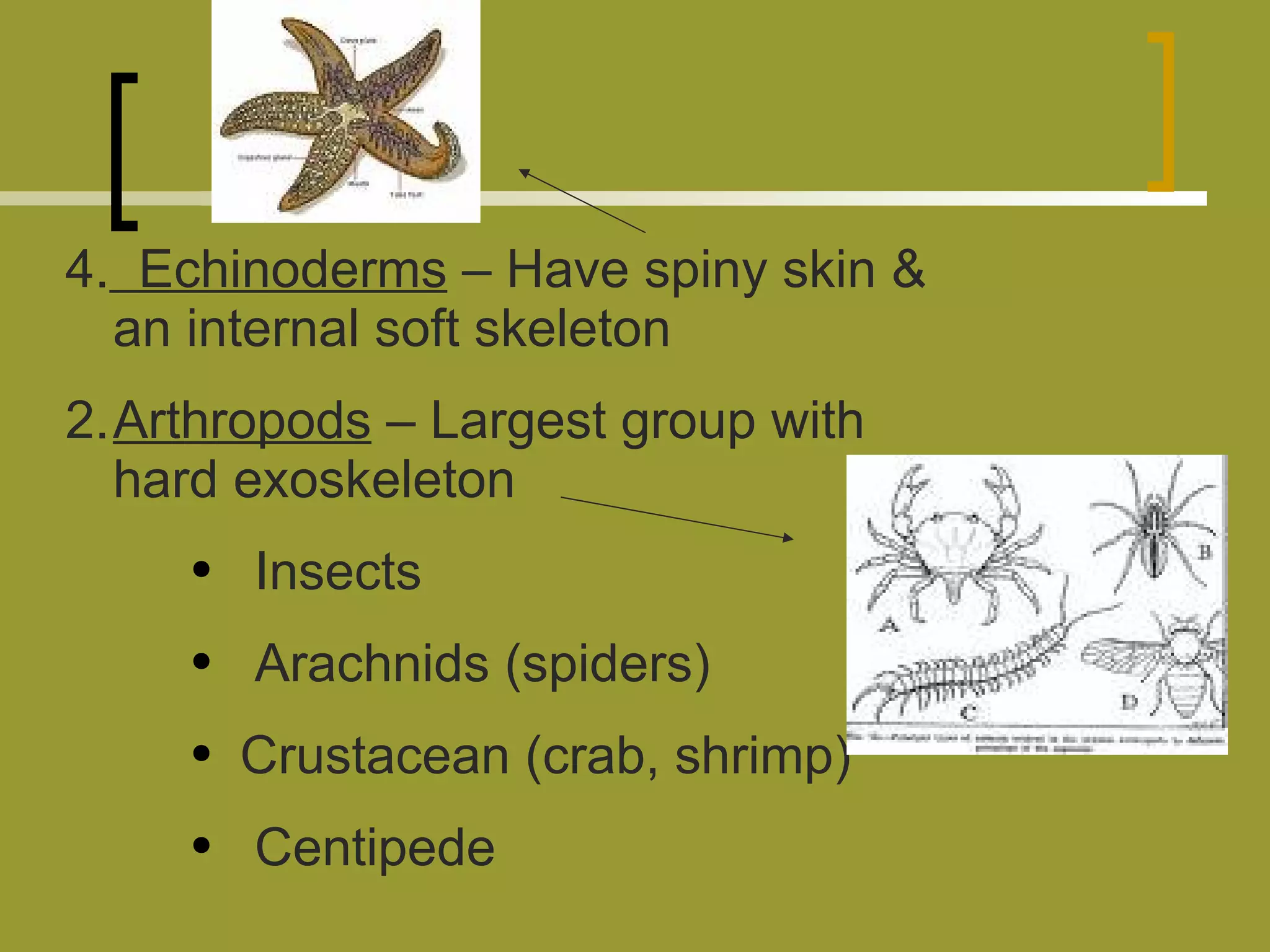 Chapter 2 Lesson 1 Invertebrates | PPT