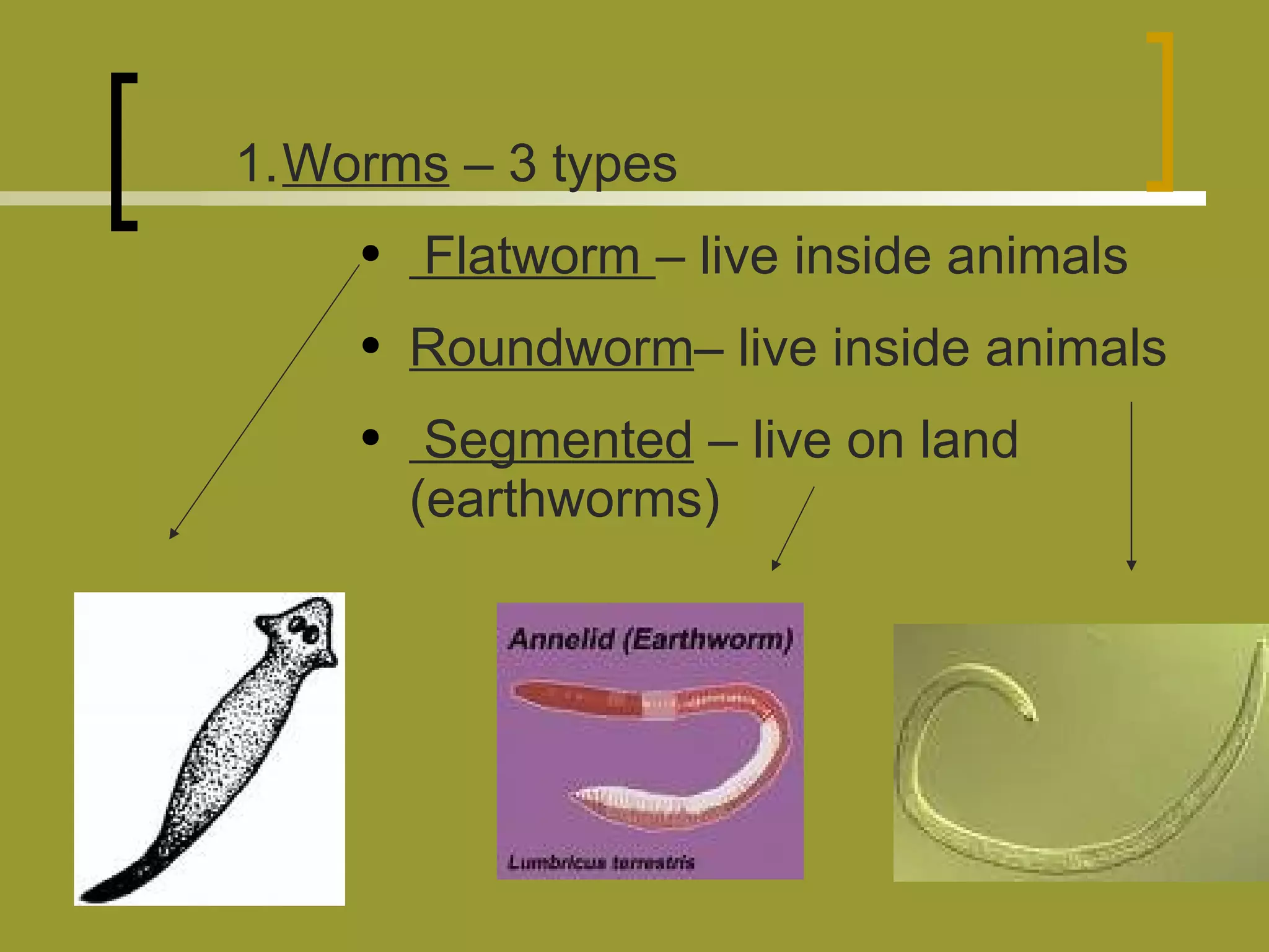 Chapter 2 Lesson 1 Invertebrates | PPT