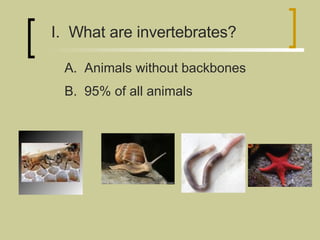 Chapter 2 Lesson 1 Invertebrates | PPT