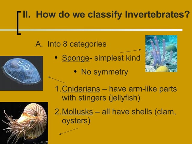 Chapter 2 Lesson 1 Invertebrates | PPT