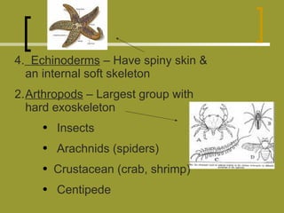 Chapter 2 Lesson 1 Invertebrates | PPT
