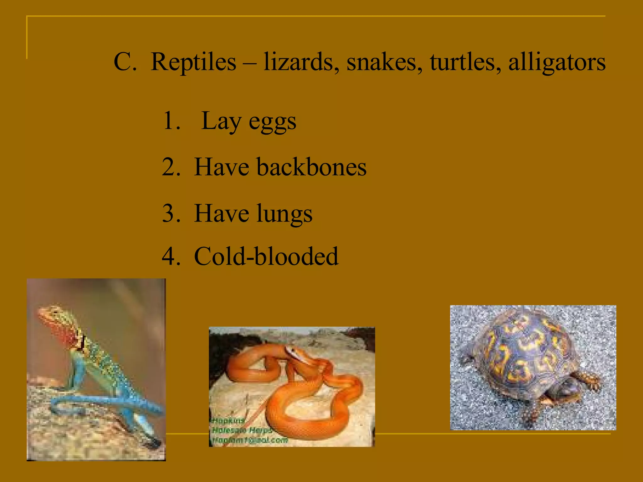 Chapter 2 Lesson 2 Vertebrates | PPT