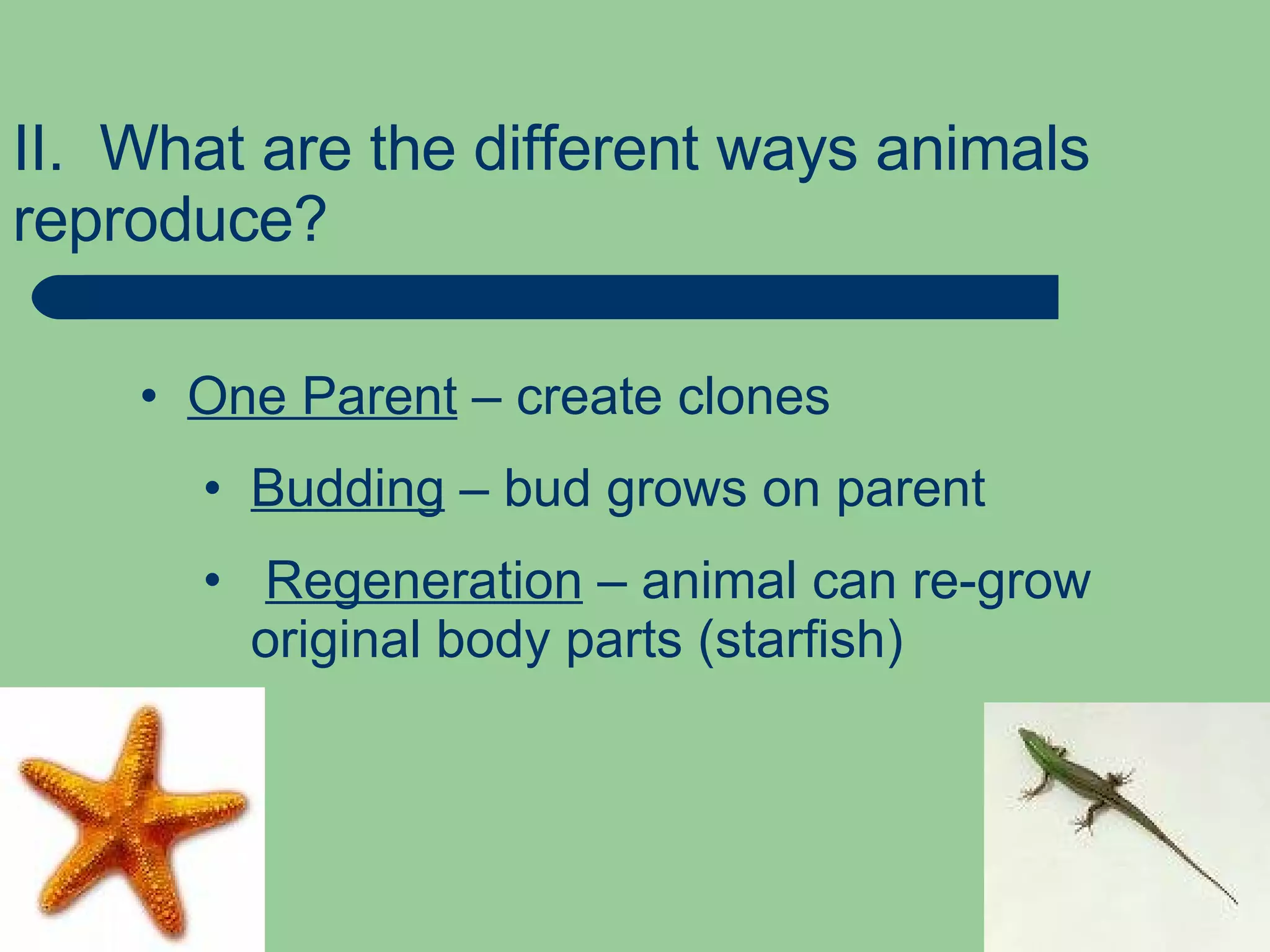Chapter 2 Lesson 4 Life Cycles | PPT | Biological Sciences | Science