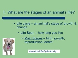 Chapter 2 Lesson 4 Life Cycles | PPT
