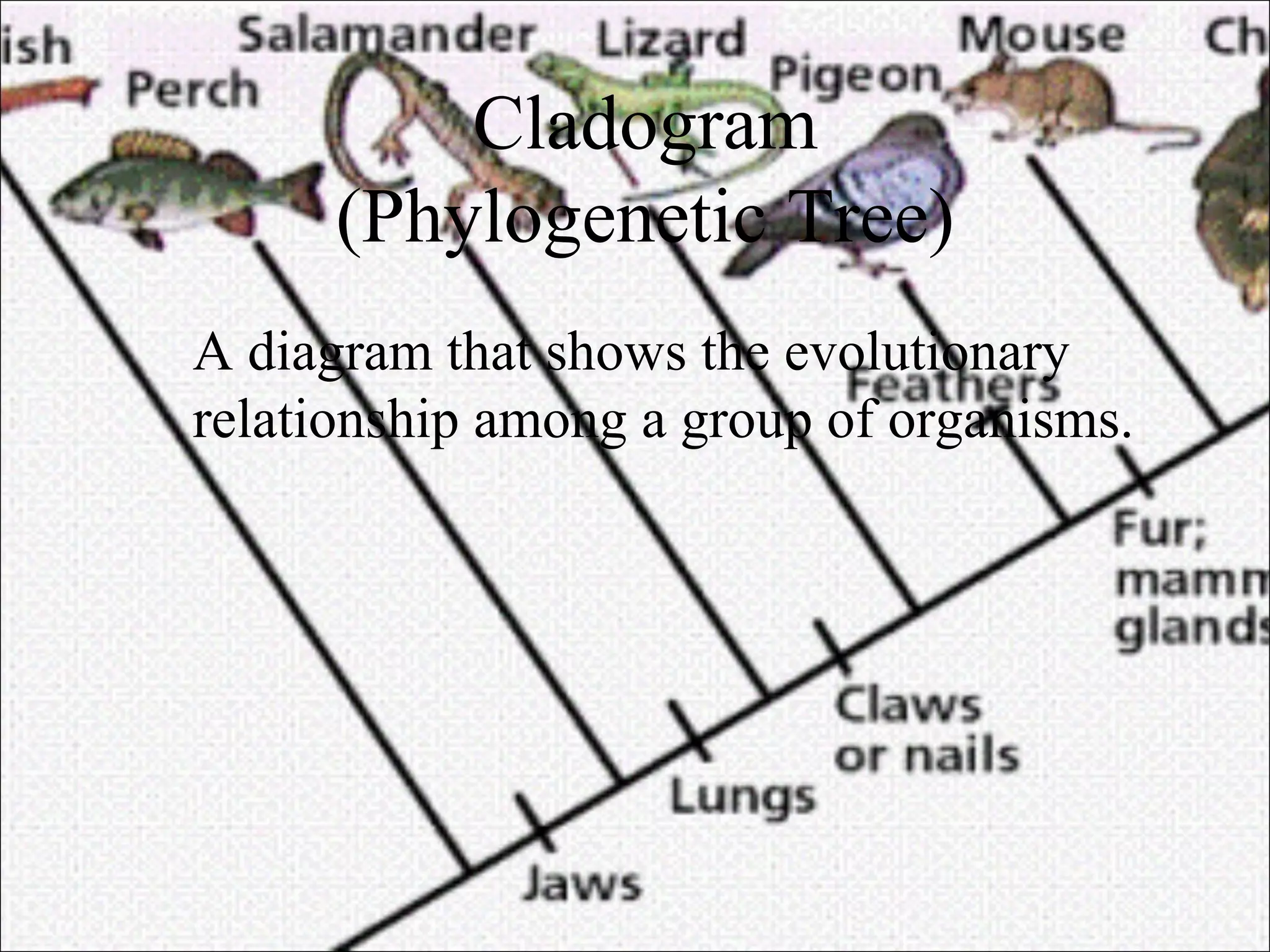 Chapter 18 - Classification | PPT