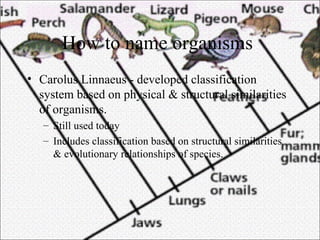 Chapter 18 - Classification | PPT