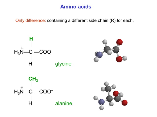 Chapter-21-Proteins-and-Enzymes Biochem.pdf