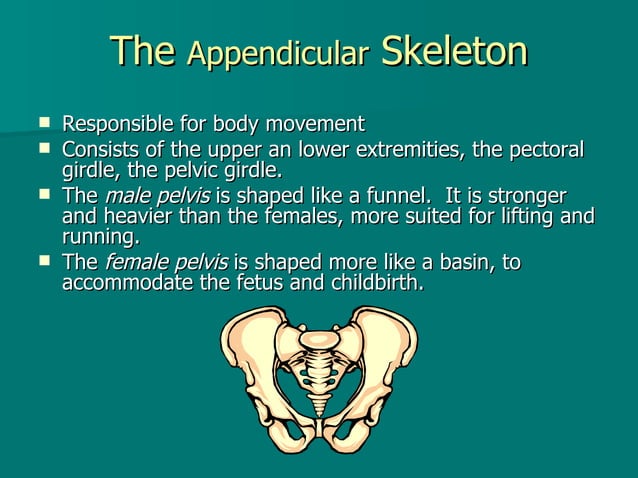 Chapter 21 Skeletal | PPT