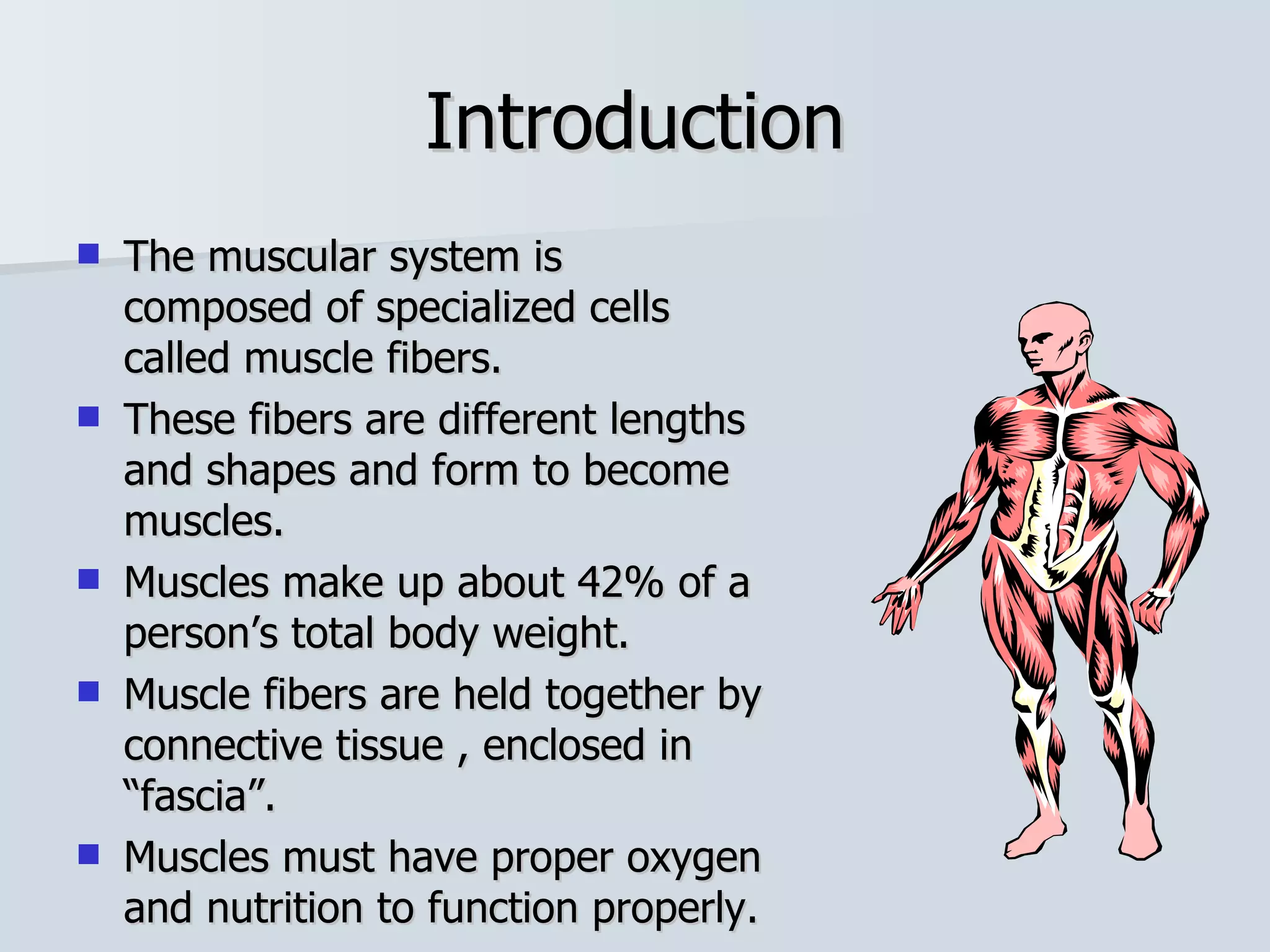 Chapter 22 Muscular System | PPT
