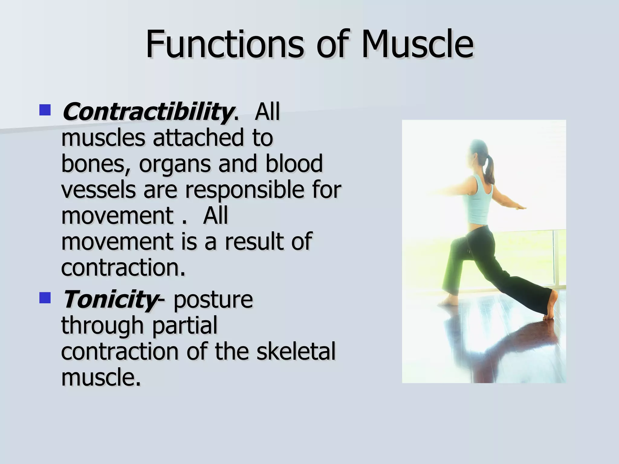 Chapter 22 Muscular System | PPT