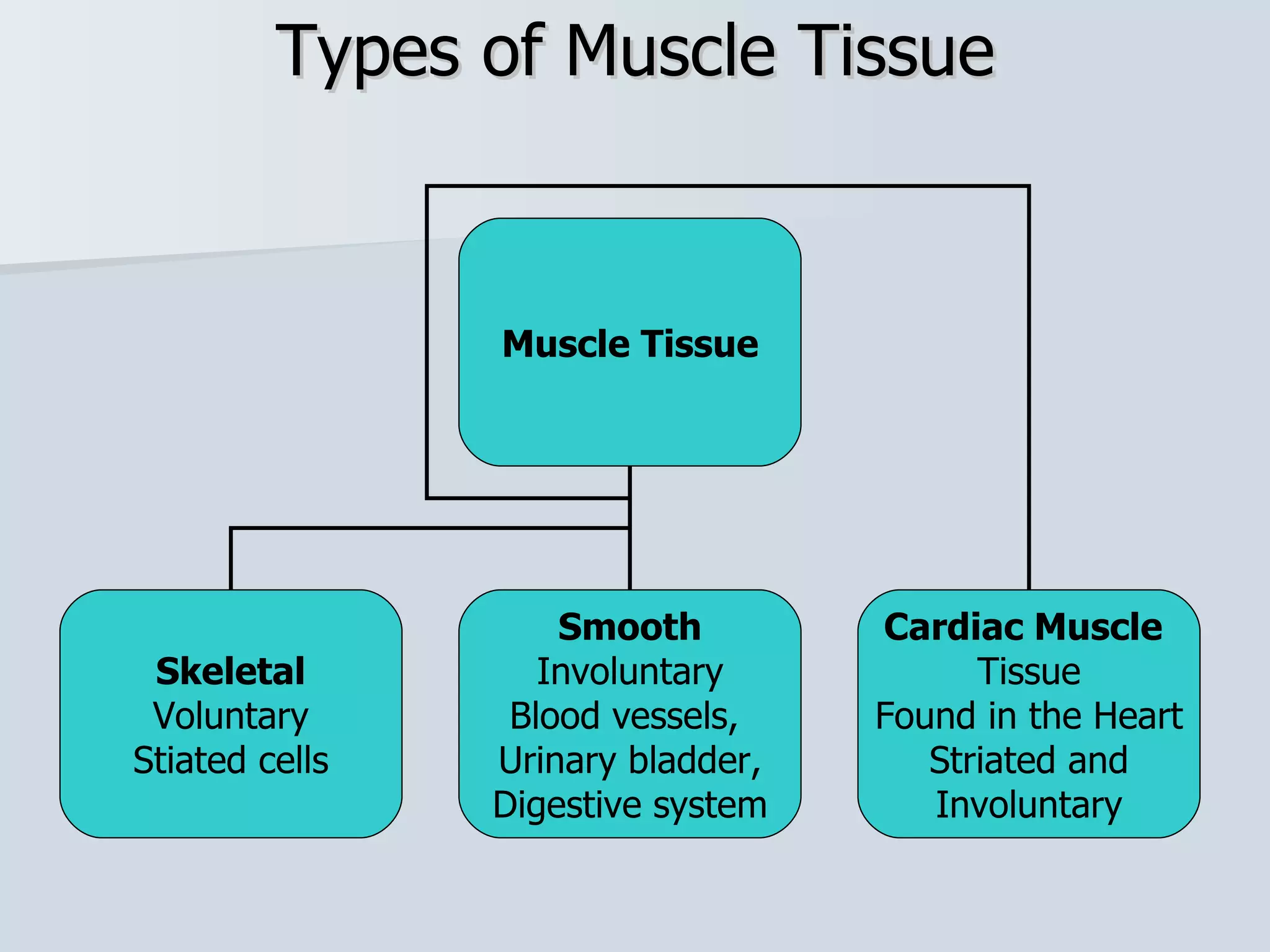 Chapter 22 Muscular System | PPT