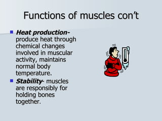 Chapter 22 Muscular System | PPT | Physical Therapy | Wellness